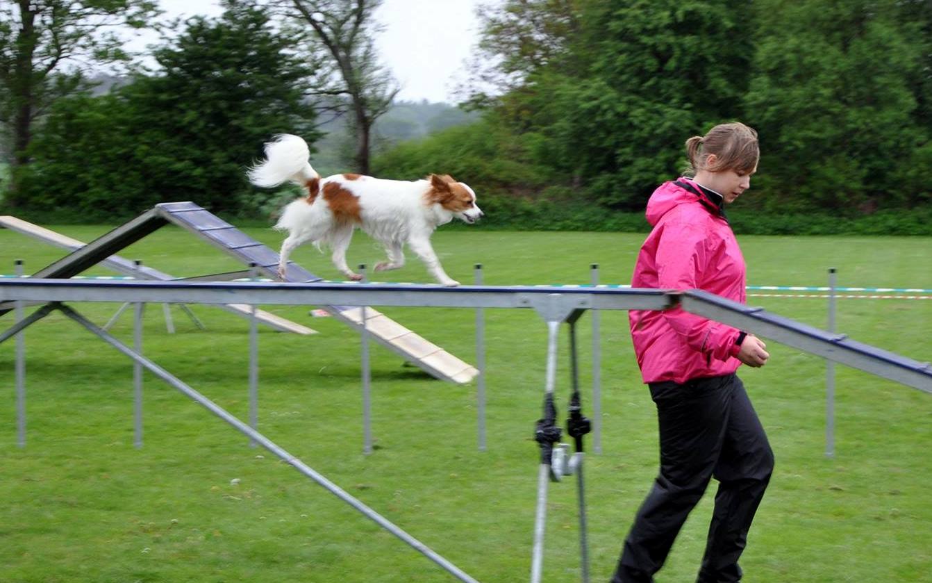 Agility – hvad er det? | Vestlolland Agility Klub Nakskov